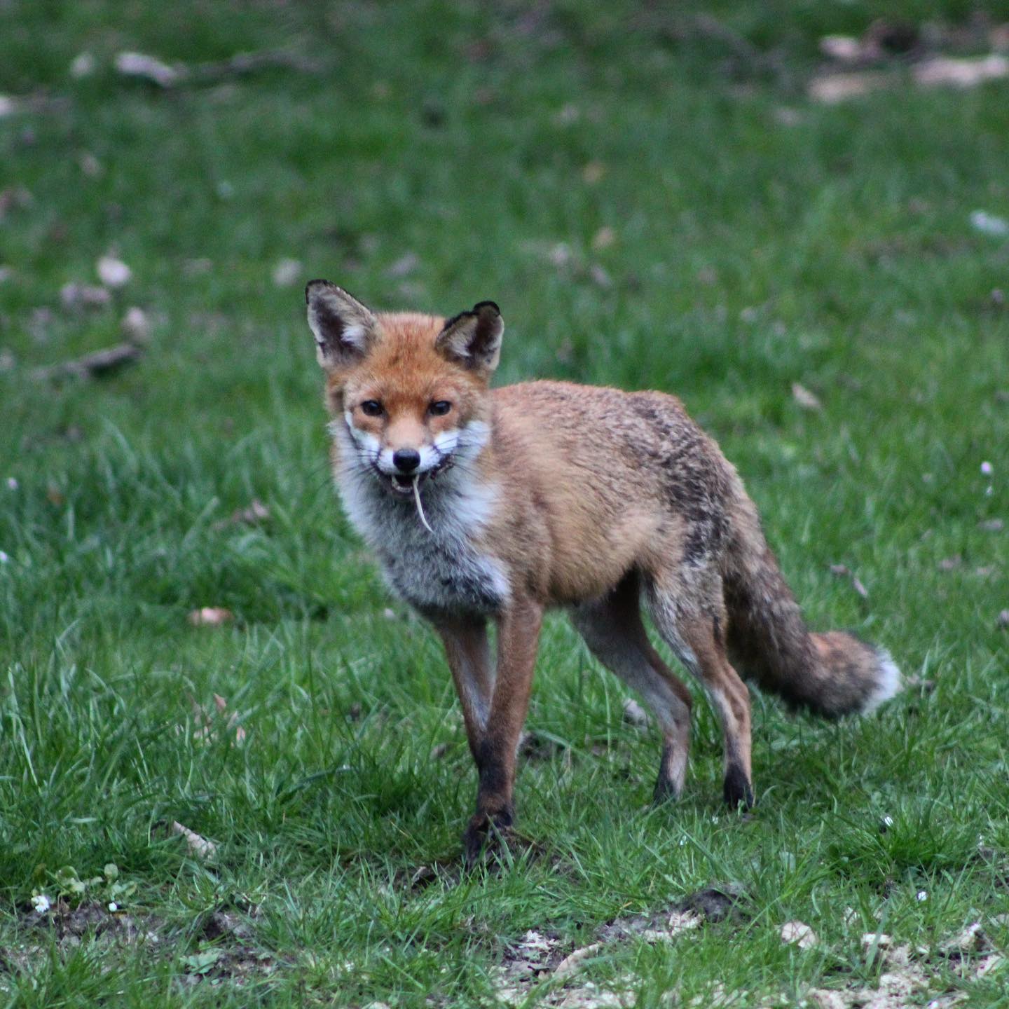 The Arrival of Spring - Wellington College