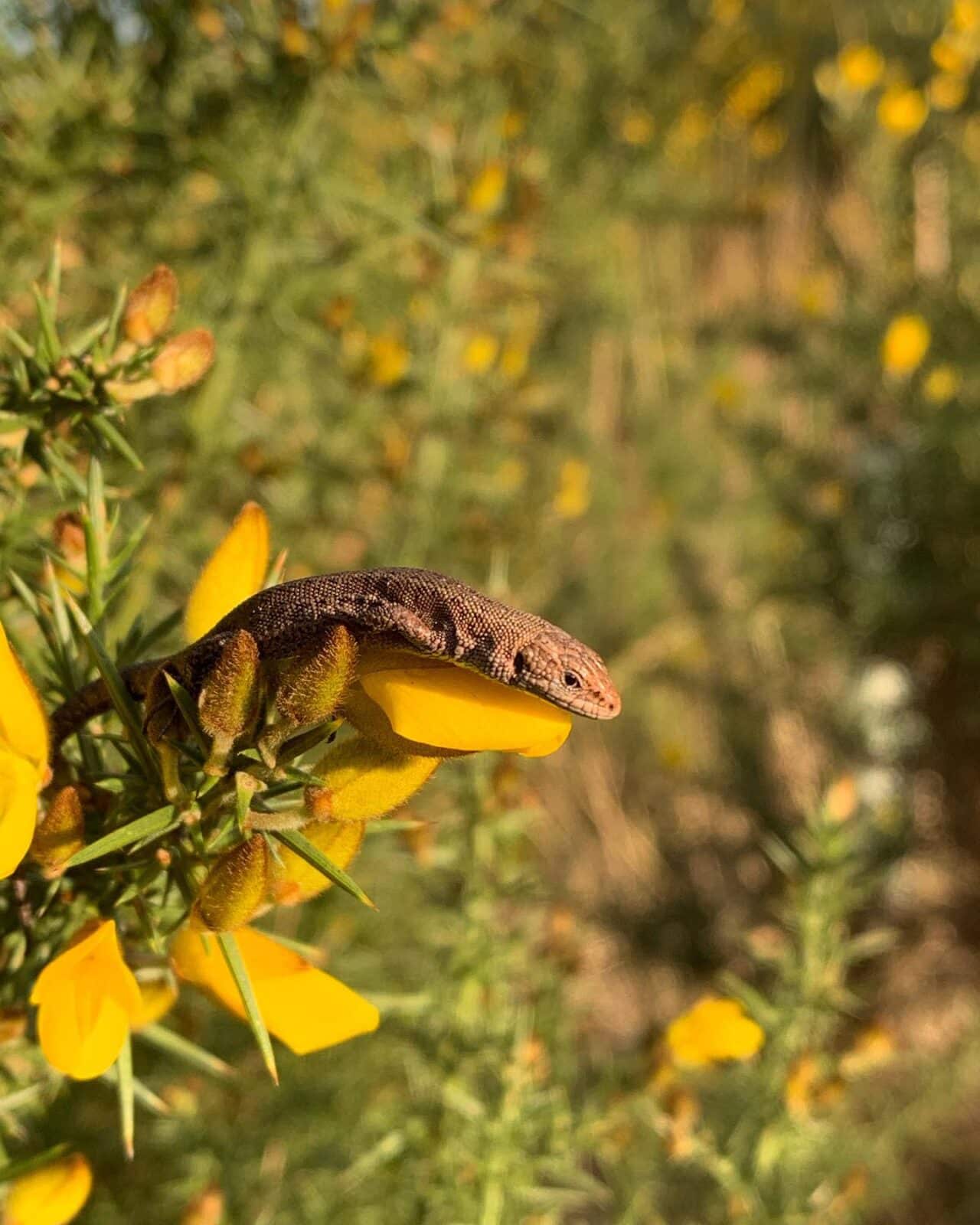 The Arrival of Spring - Wellington College