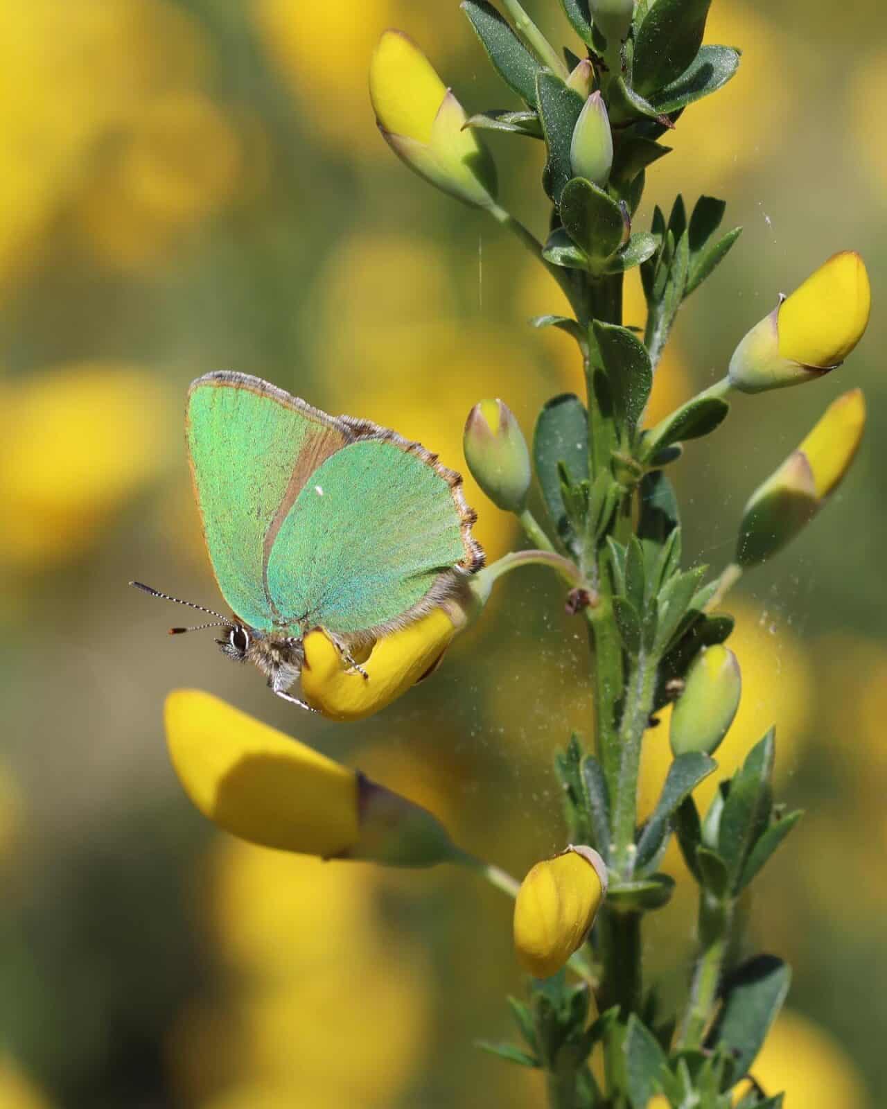 The Arrival of Spring - Wellington College