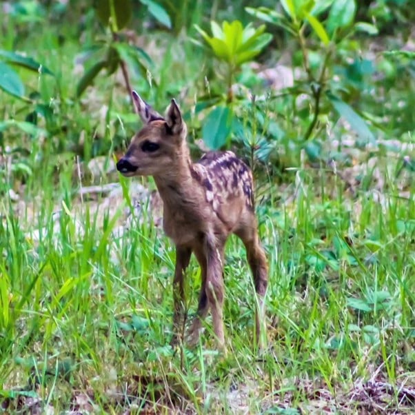 The Arrival of Spring - Wellington College